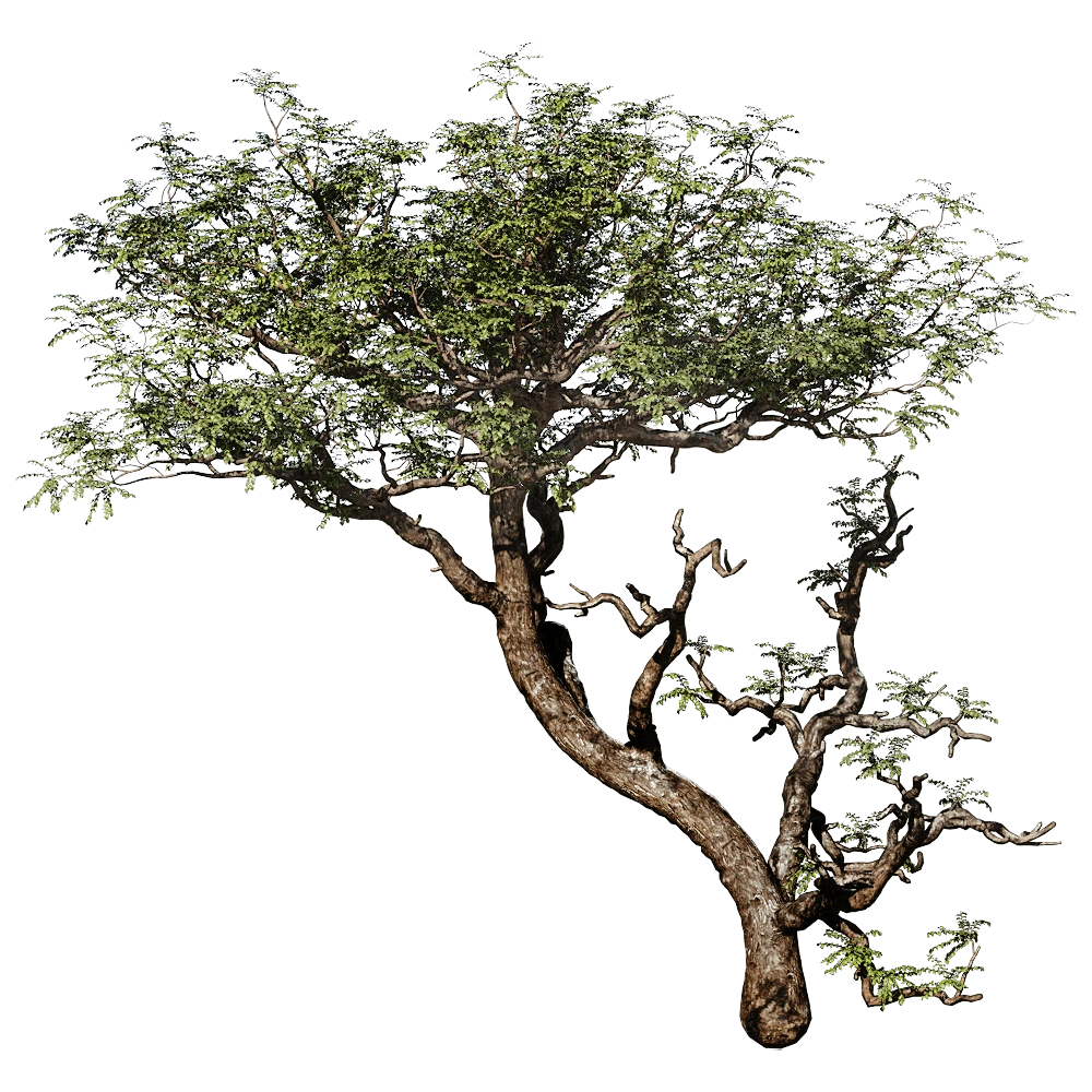 Boswellia Sacra 01 02 - Download the 3D Model (50768) | zeelproject.com